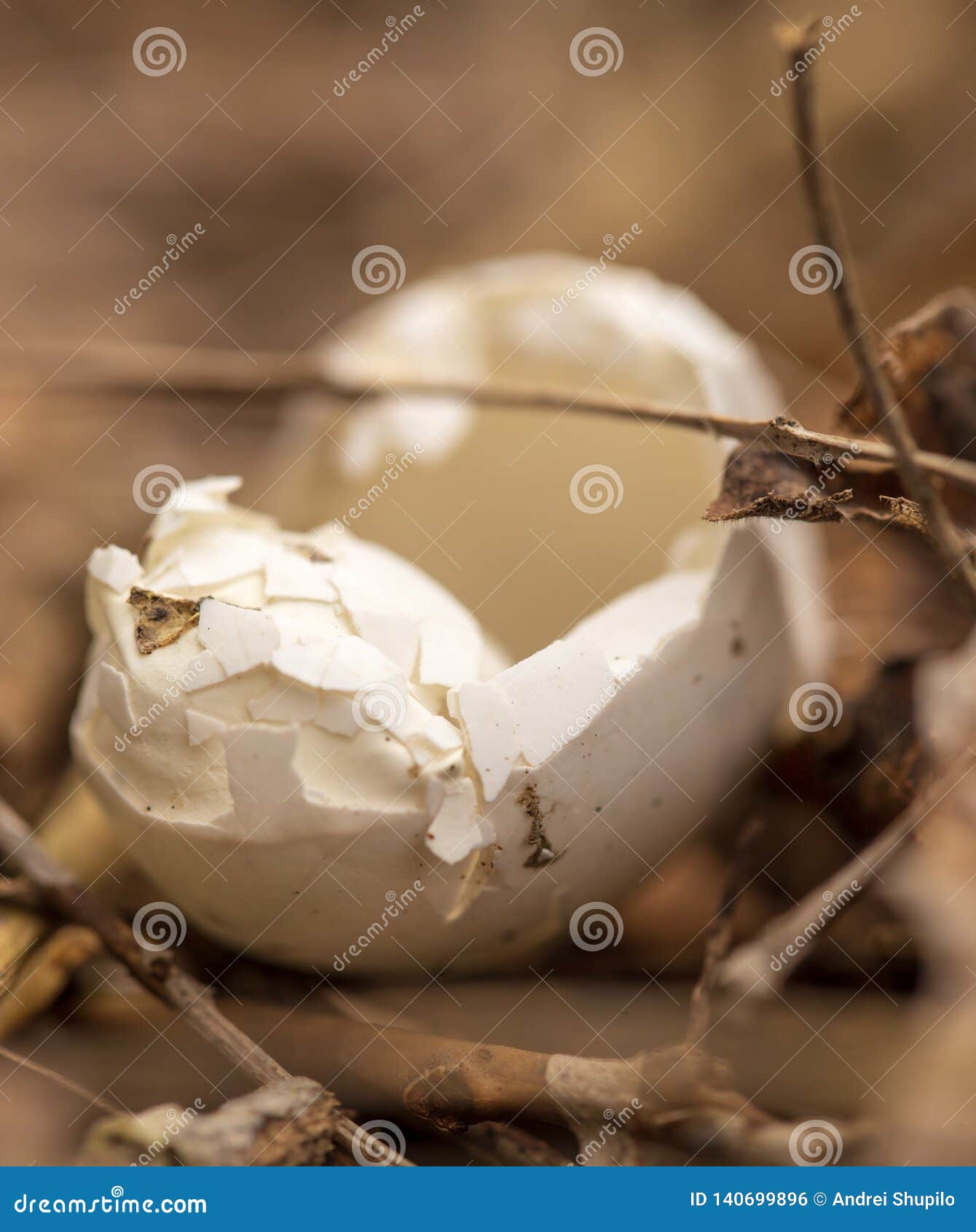 The Shell of the Eggs on the Ground in the Woods Stock Photo - Image of ...