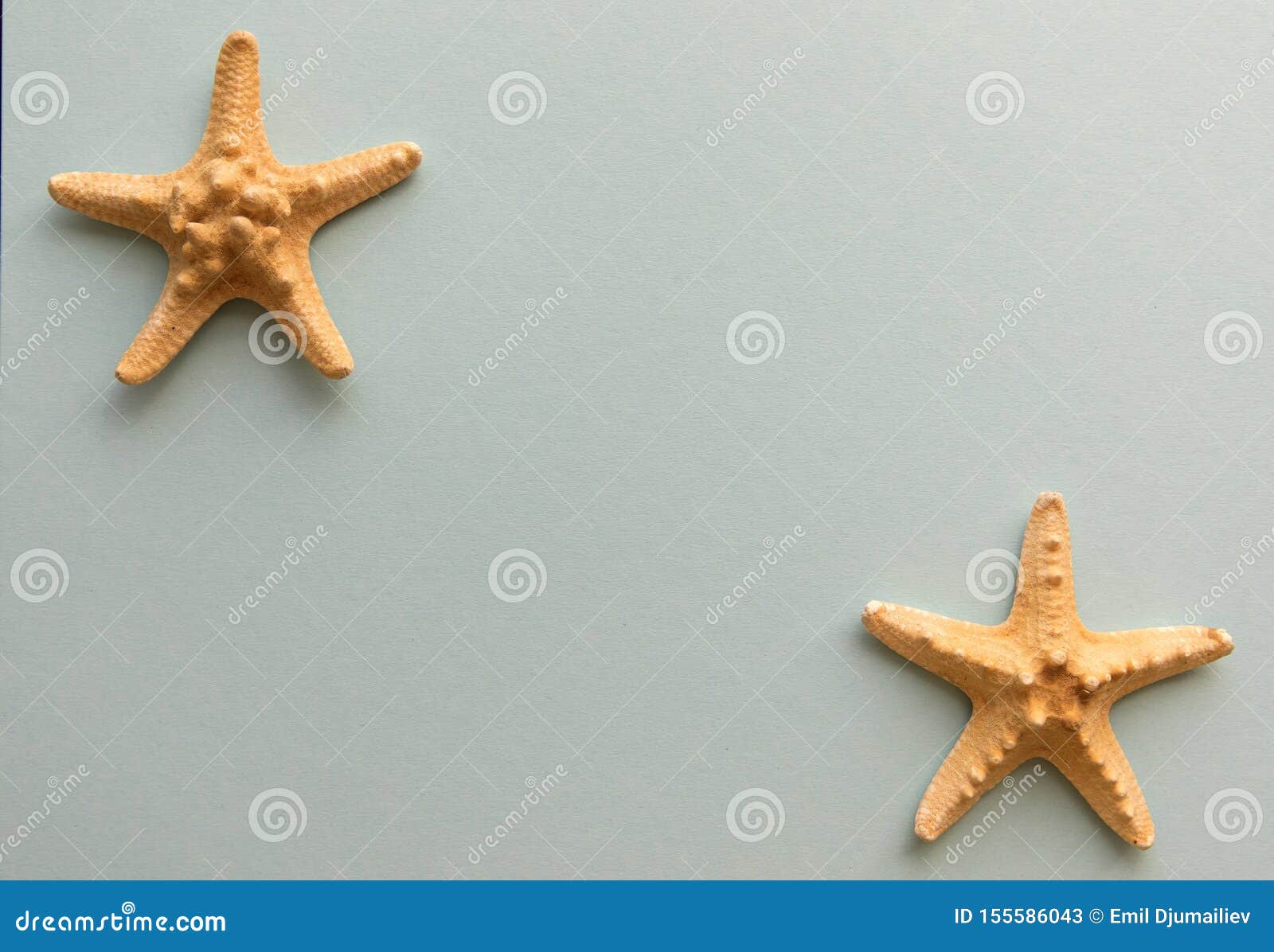 Shell em um fundo azul imagem de stock. Imagem de feriado - 155586043