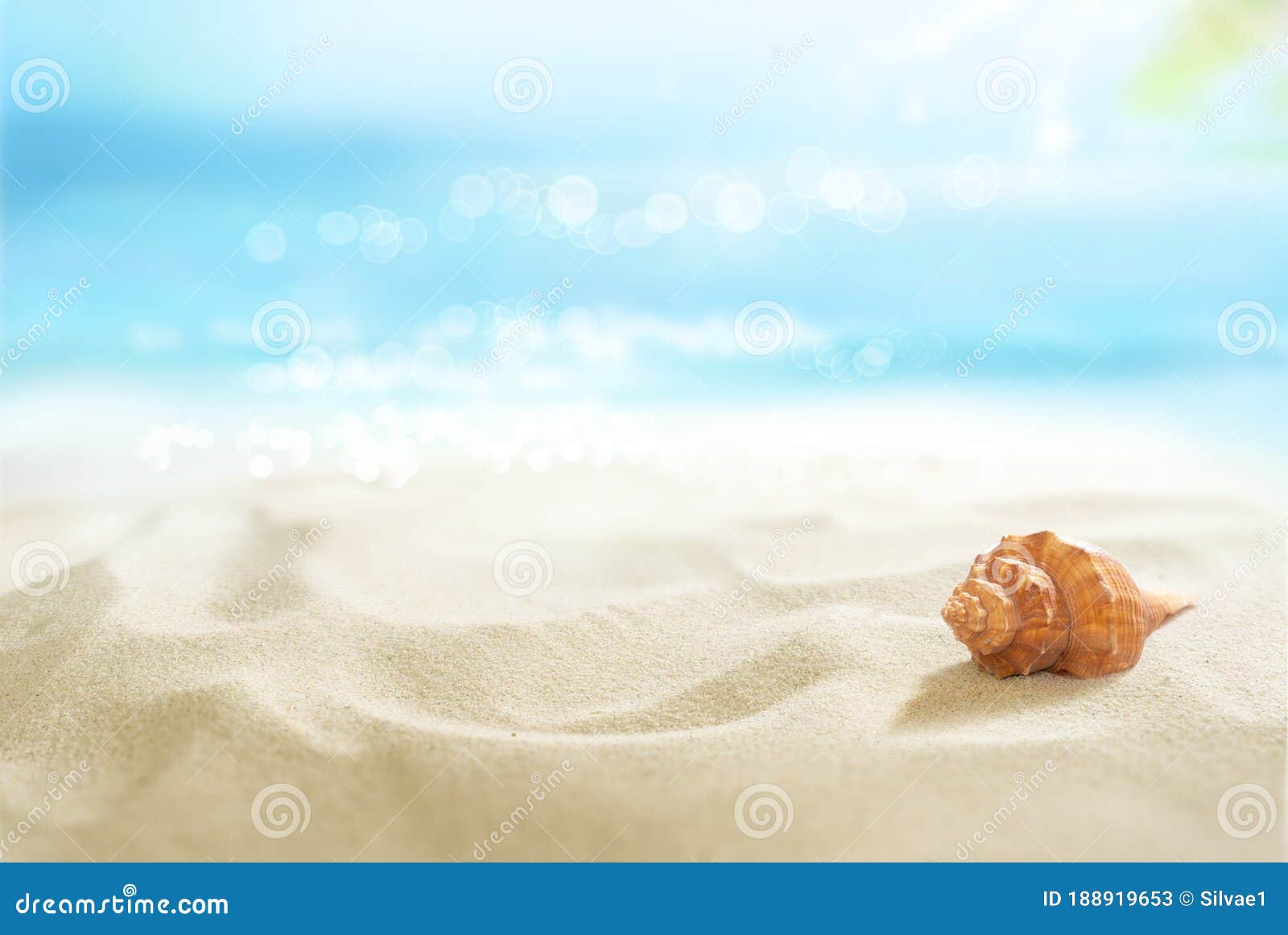 Shell on Empty Sandy Beach. Stock Image - Image of relaxation, sand ...