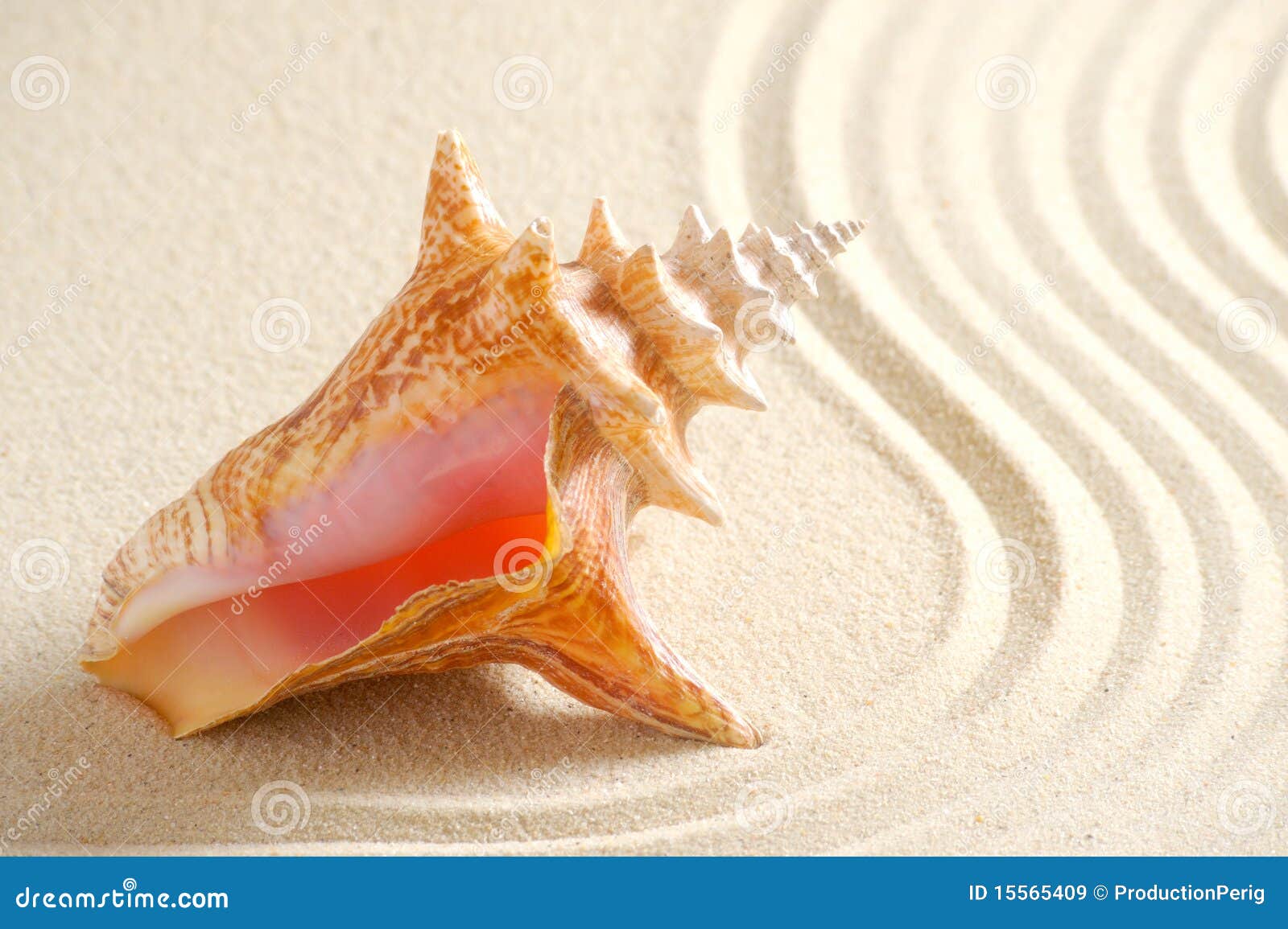 Shell en arena imagen de archivo. Imagen de playa, salino - 15565409