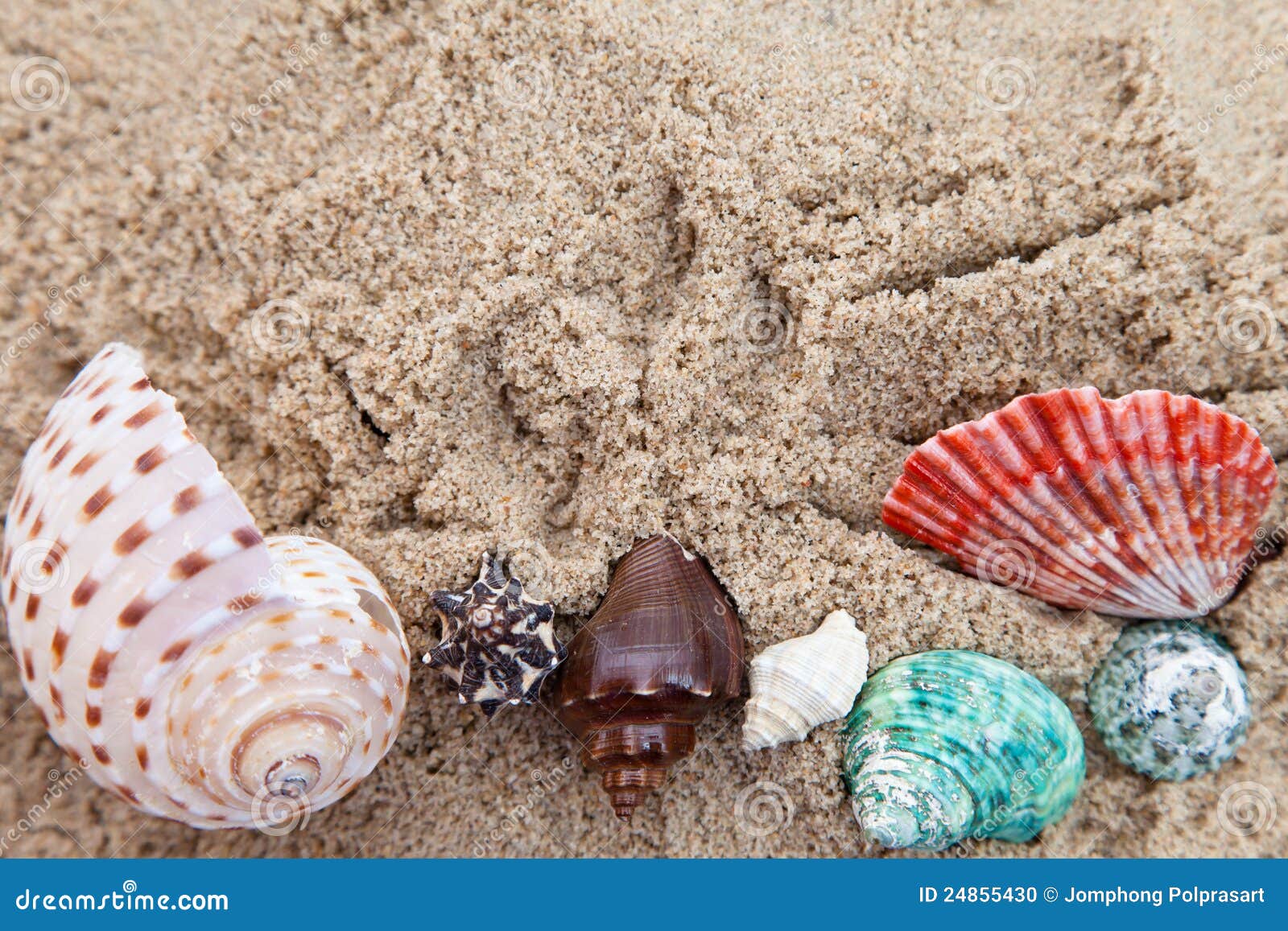 Shell en fondo de la arena foto de archivo. Imagen de hermoso - 24855430