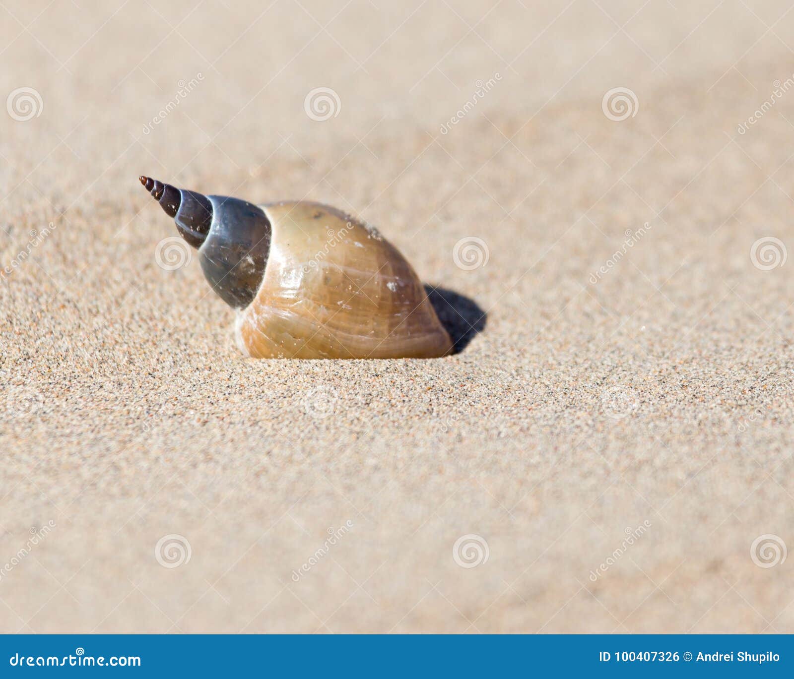 Shell en la arena foto de archivo. Imagen de textura - 100407326