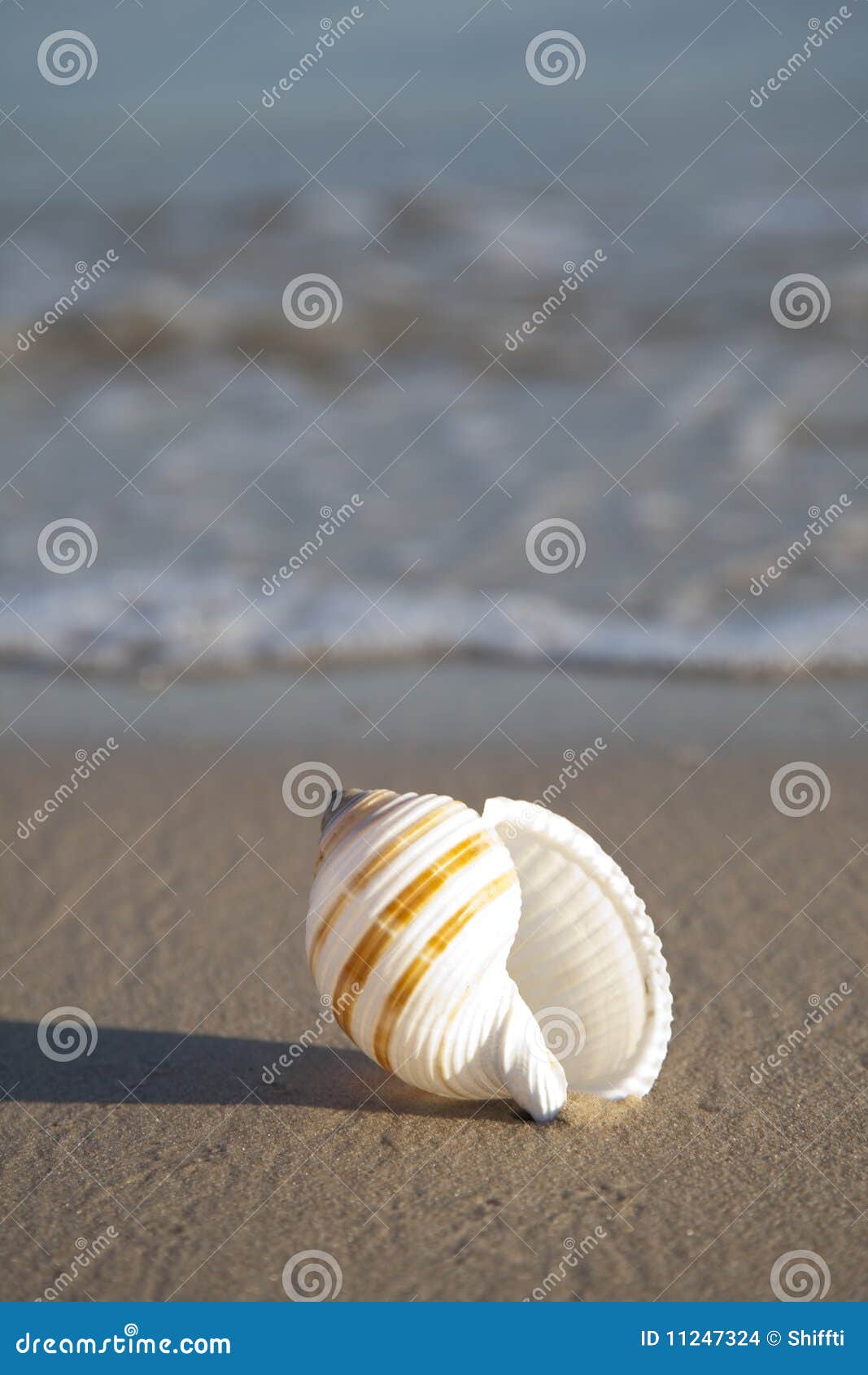 Shell en la arena foto de archivo. Imagen de playa, ondulado - 11247324