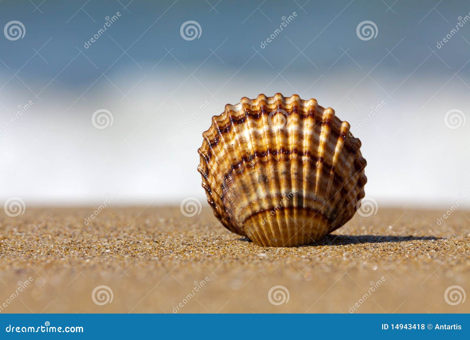 Shell en la arena foto de archivo. Imagen de asoleado - 14943418