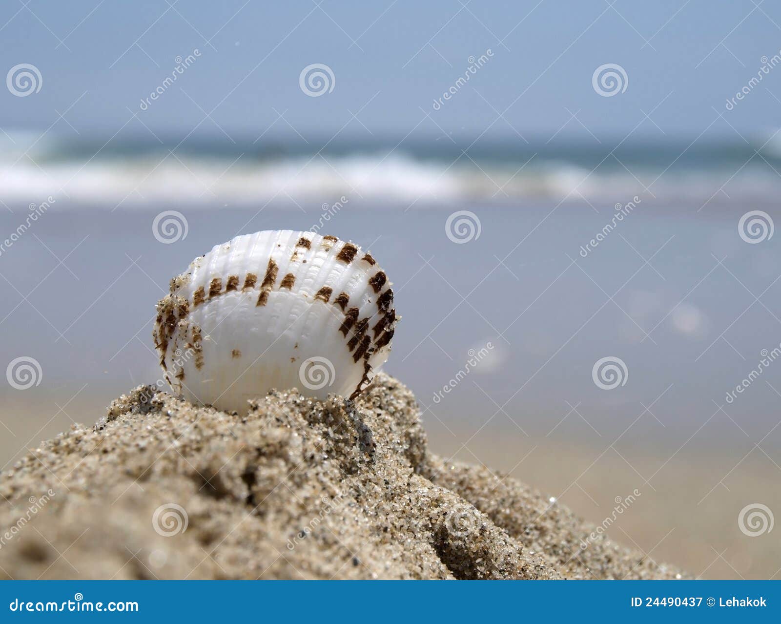 Shell en la arena imagen de archivo. Imagen de pista - 24490437