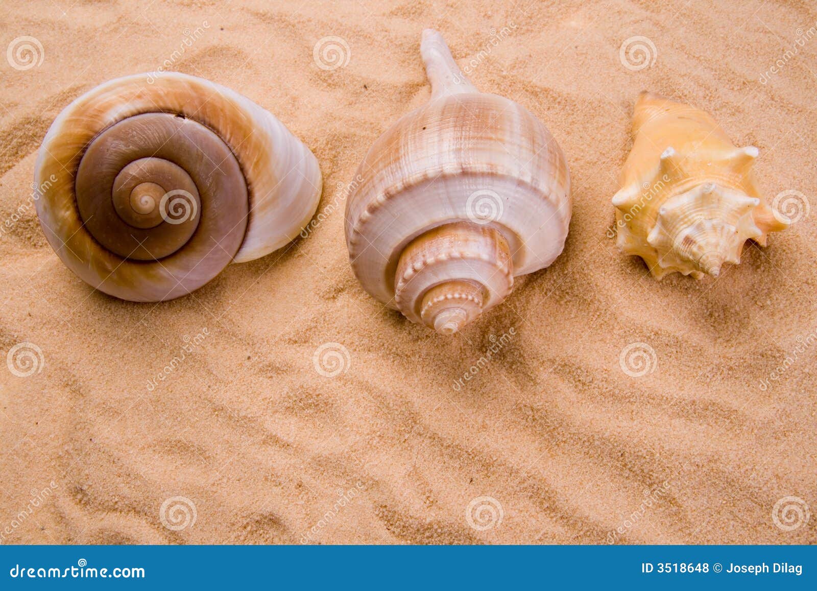 Shell en la arena foto de archivo. Imagen de arena, rosa - 3518648