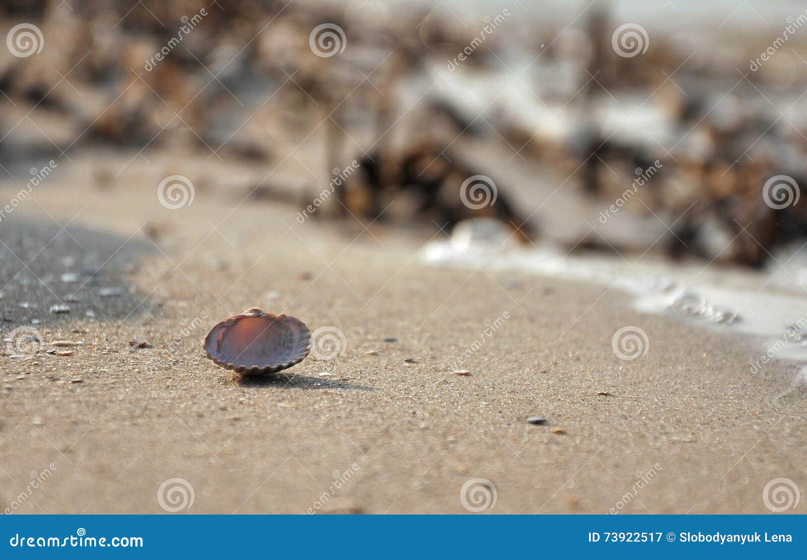 Shell en la arena imagen de archivo. Imagen de costa - 73922517