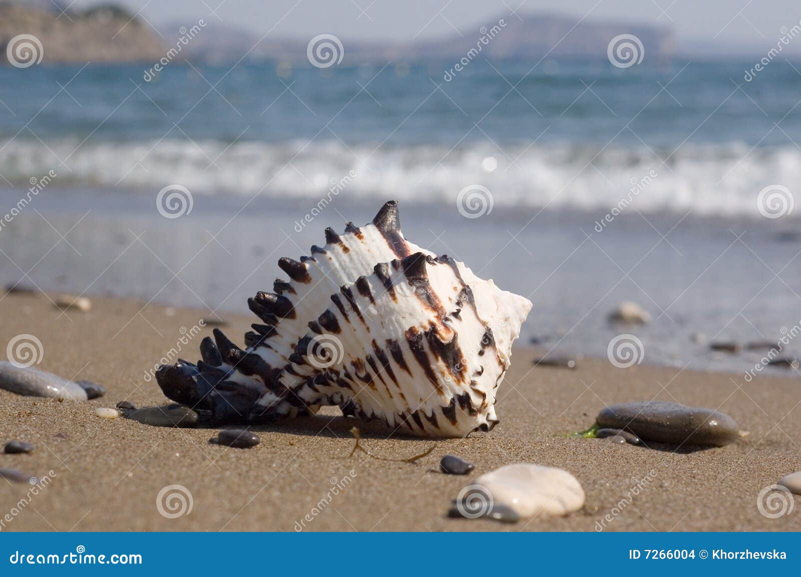 Shell en la playa foto de archivo. Imagen de recorrido - 7266004