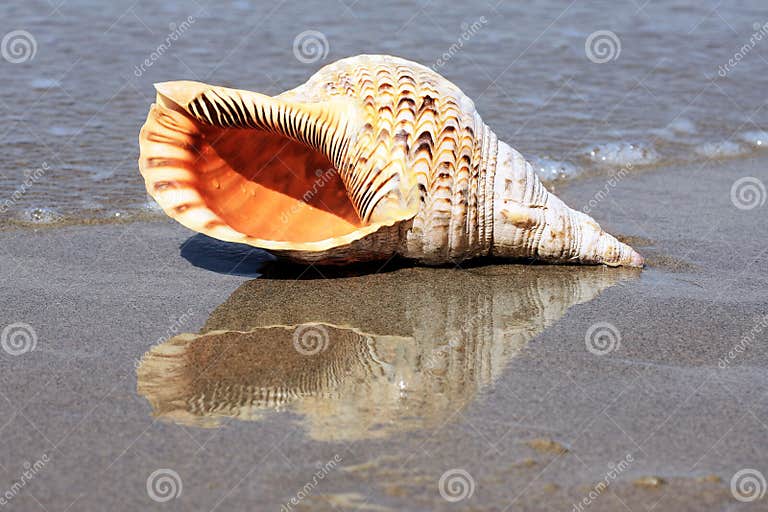 Shell en la playa imagen de archivo. Imagen de verano - 7788265
