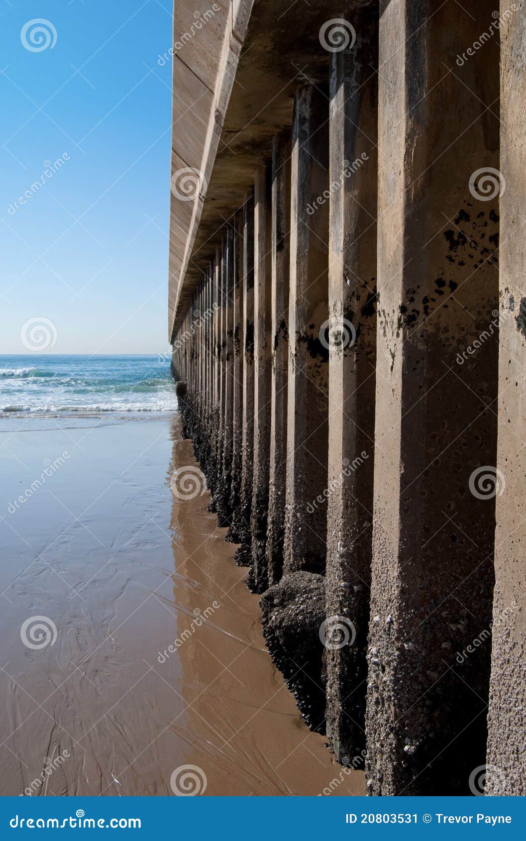 Shell Encrusted Pillars of a Pier Stock Image - Image of shells ...