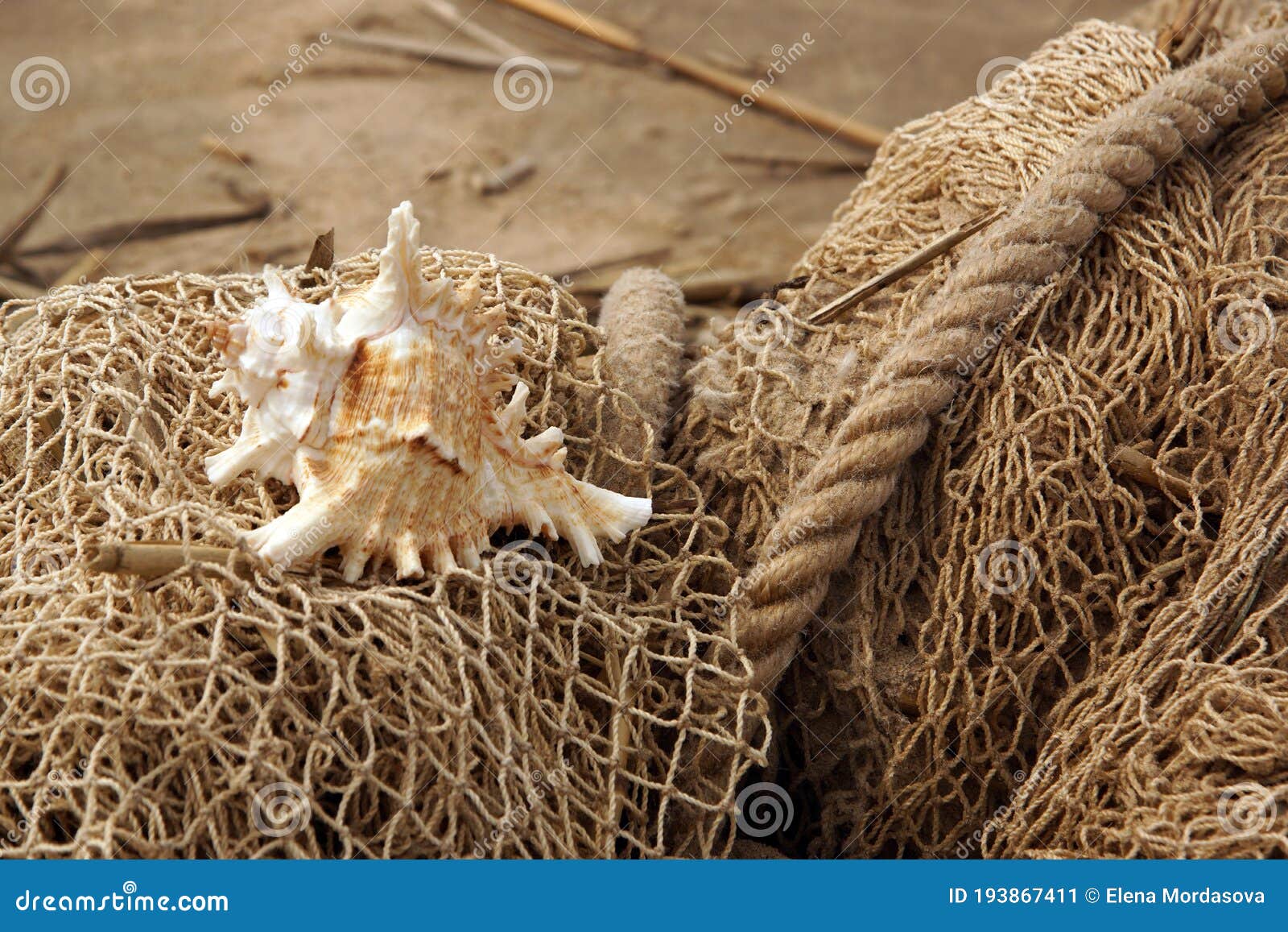 The Shell is Entangled in a Fishing Net on the Seashore Stock Image ...
