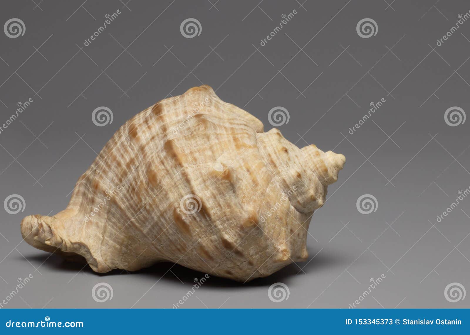 Shell imagem de stock. Imagem de delicioso, ninguém - 153345373