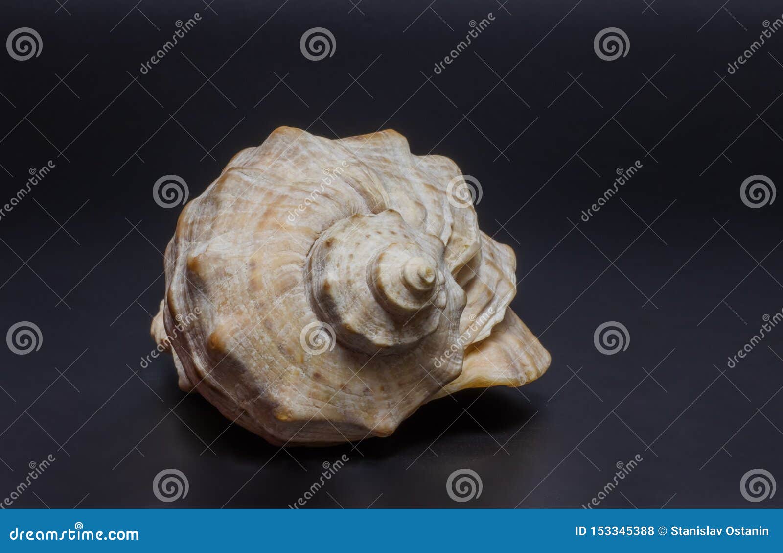 Shell foto de stock. Imagem de caracol, pérola, marrom - 153345388