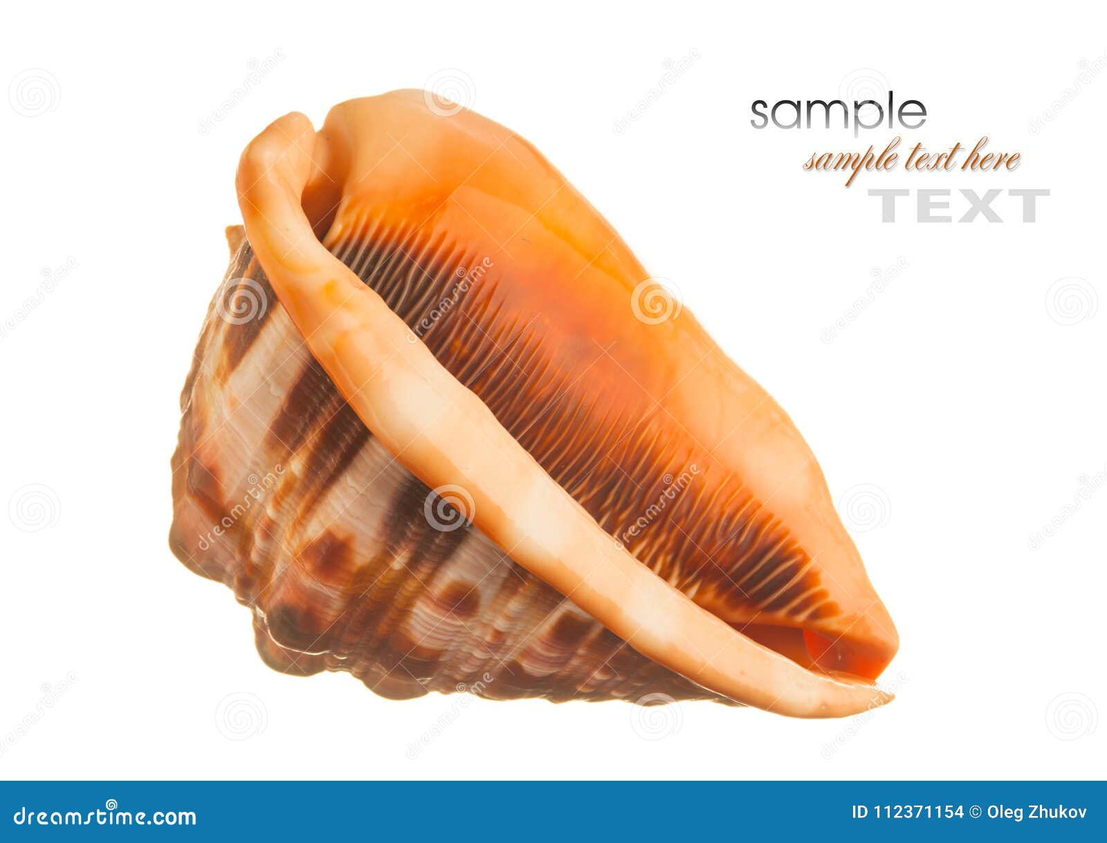 Shell foto de stock. Imagem de marinho, praia, concha - 112371154