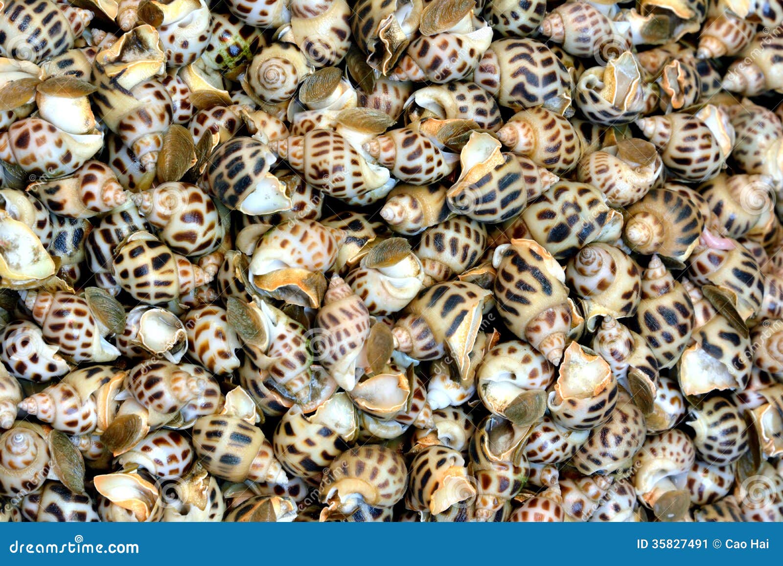 Shell espiral imagem de stock. Imagem de lanche, sabor - 35827491