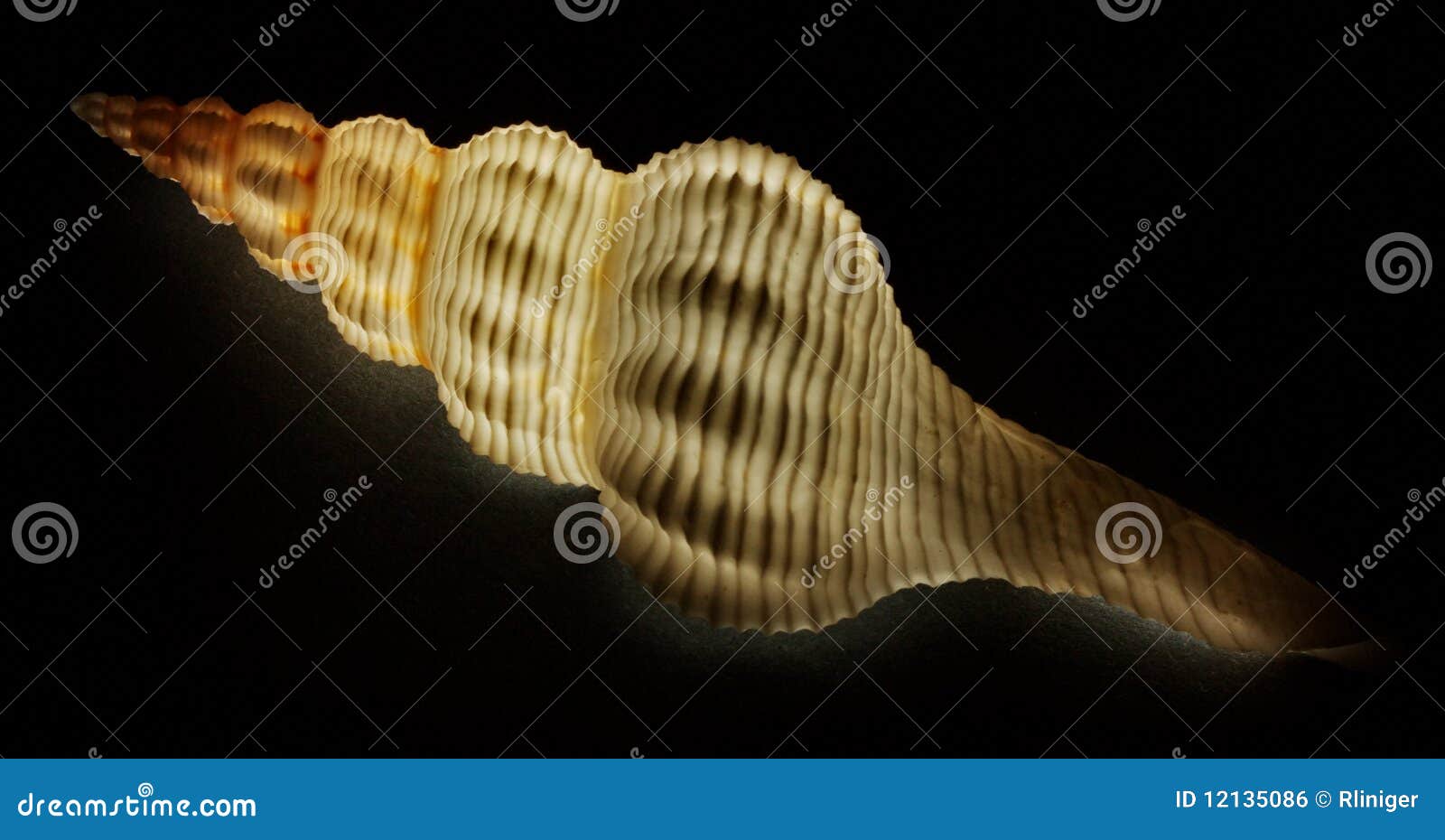 Shell espiral de Fusinus foto de archivo. Imagen de blanco - 12135086