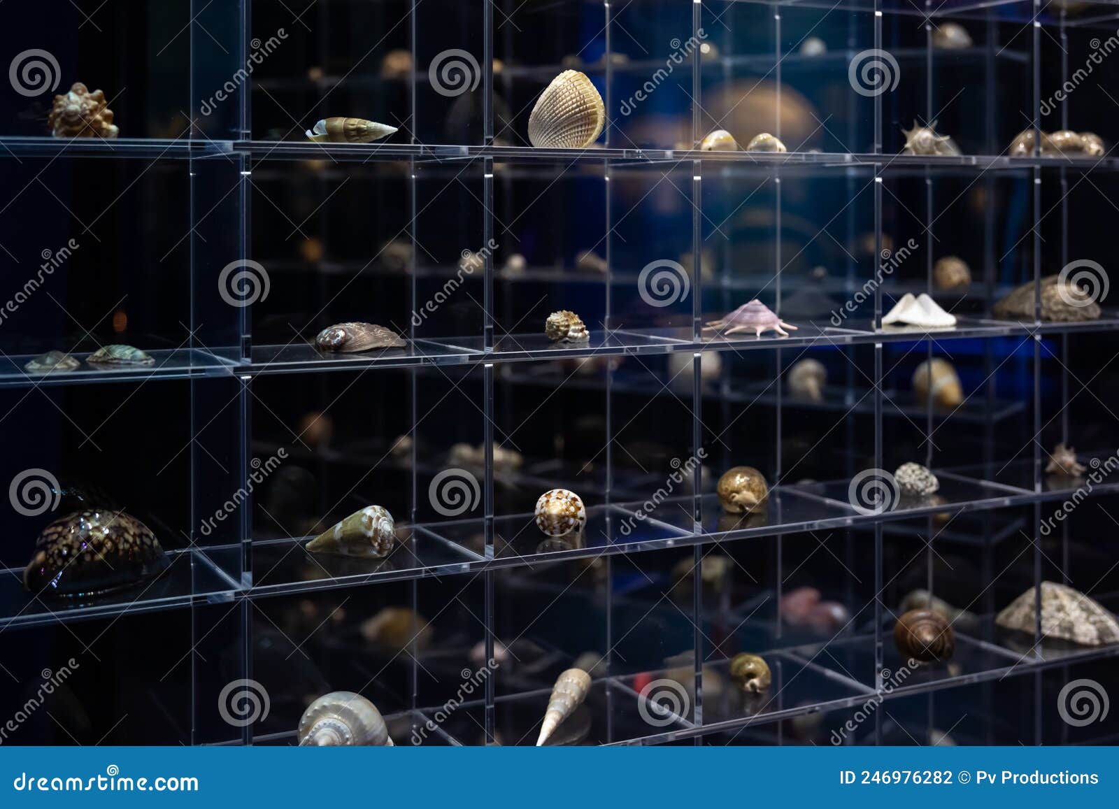 Shell Exhibition, Maritime Museum, Aquarium with Different Types of ...