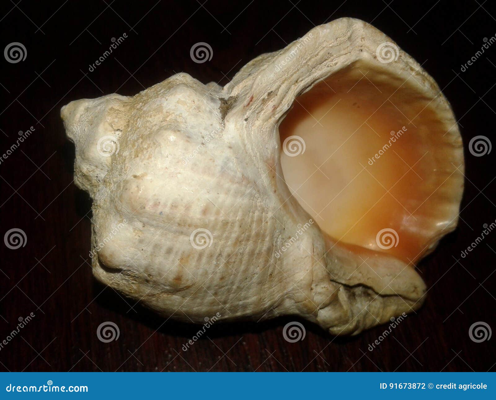 Shell stock photo. Image of protective, ocean, used, nature - 91673872
