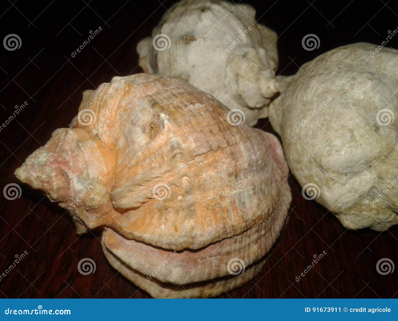 Shell stock image. Image of aquarium, scenery, world - 91673911