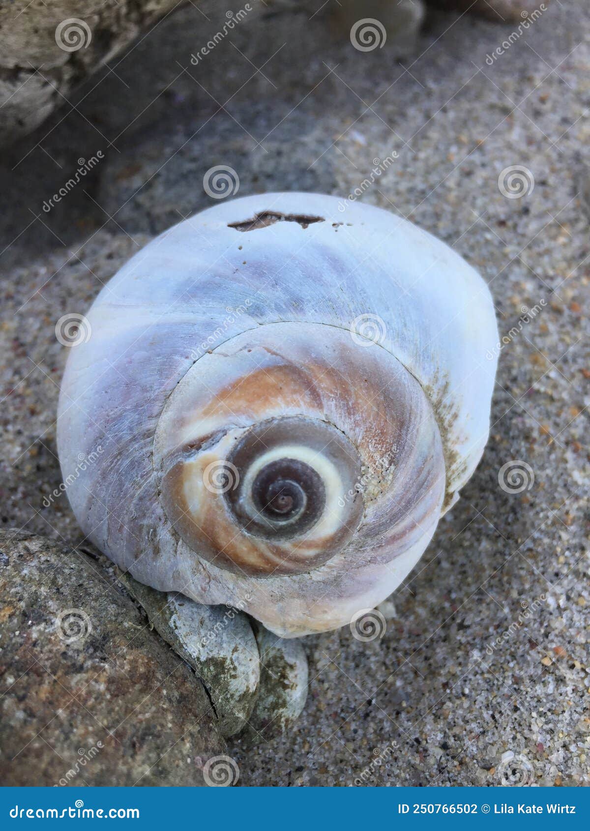Shell with Eyeball Shape on Front of it, Third Eye Stock Photo - Image ...