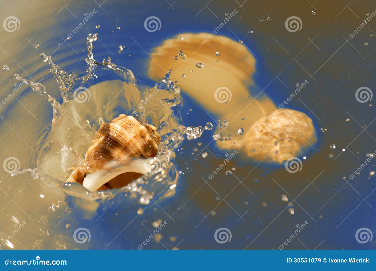 Shell falling in sea water stock image. Image of shell - 30551079