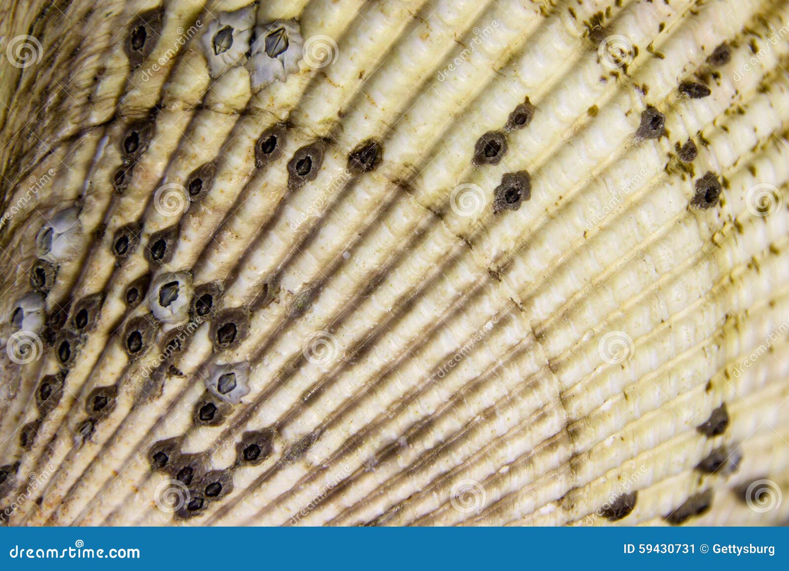 Shell Fan stockbild. Bild von form, auszug, zusammenlaufen - 59430731