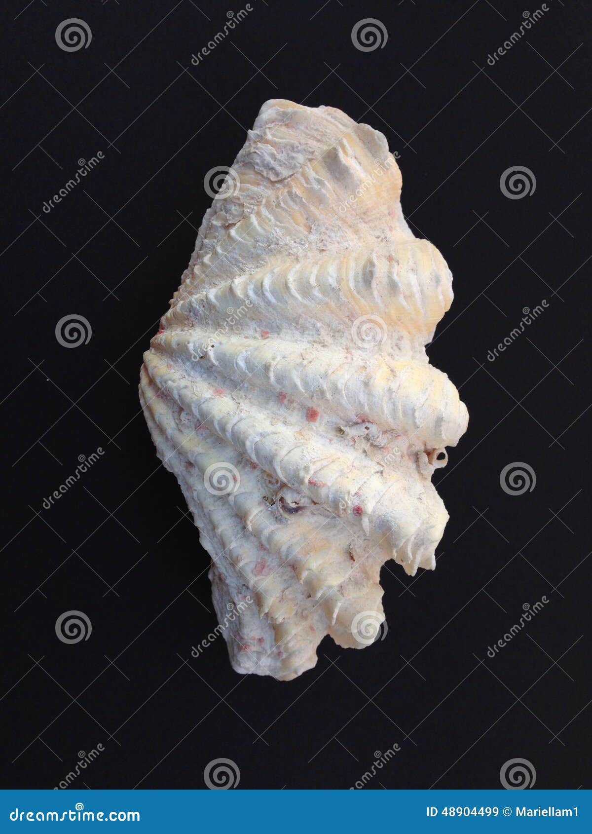 Shell fan stock image. Image of desktop, shell, seabed - 48904499