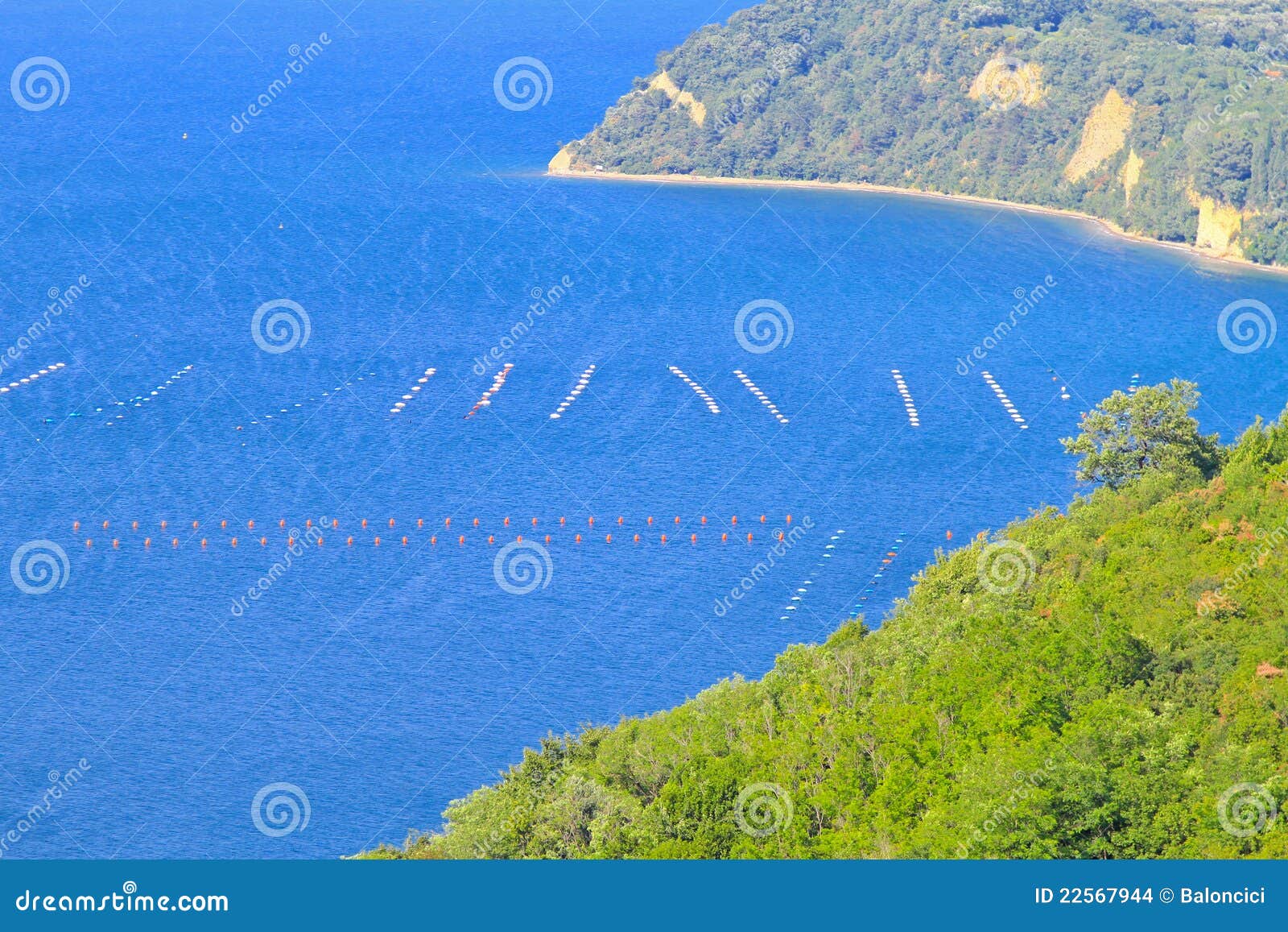 Shell farm stock photo. Image of shells, cultivated, adriatic - 22567944