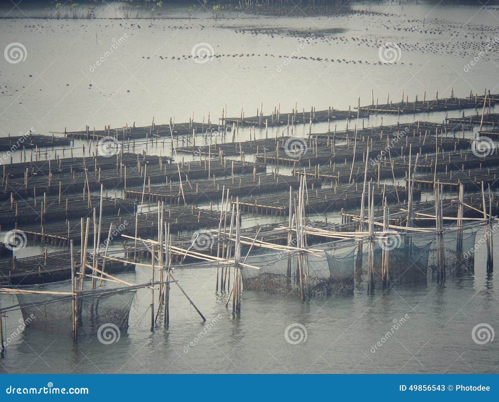 Shell farming stock image. Image of traditional, fishing - 49856543