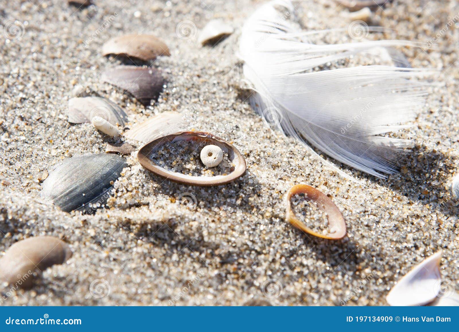 Shell and feather stock image. Image of beach, seagull - 197134909