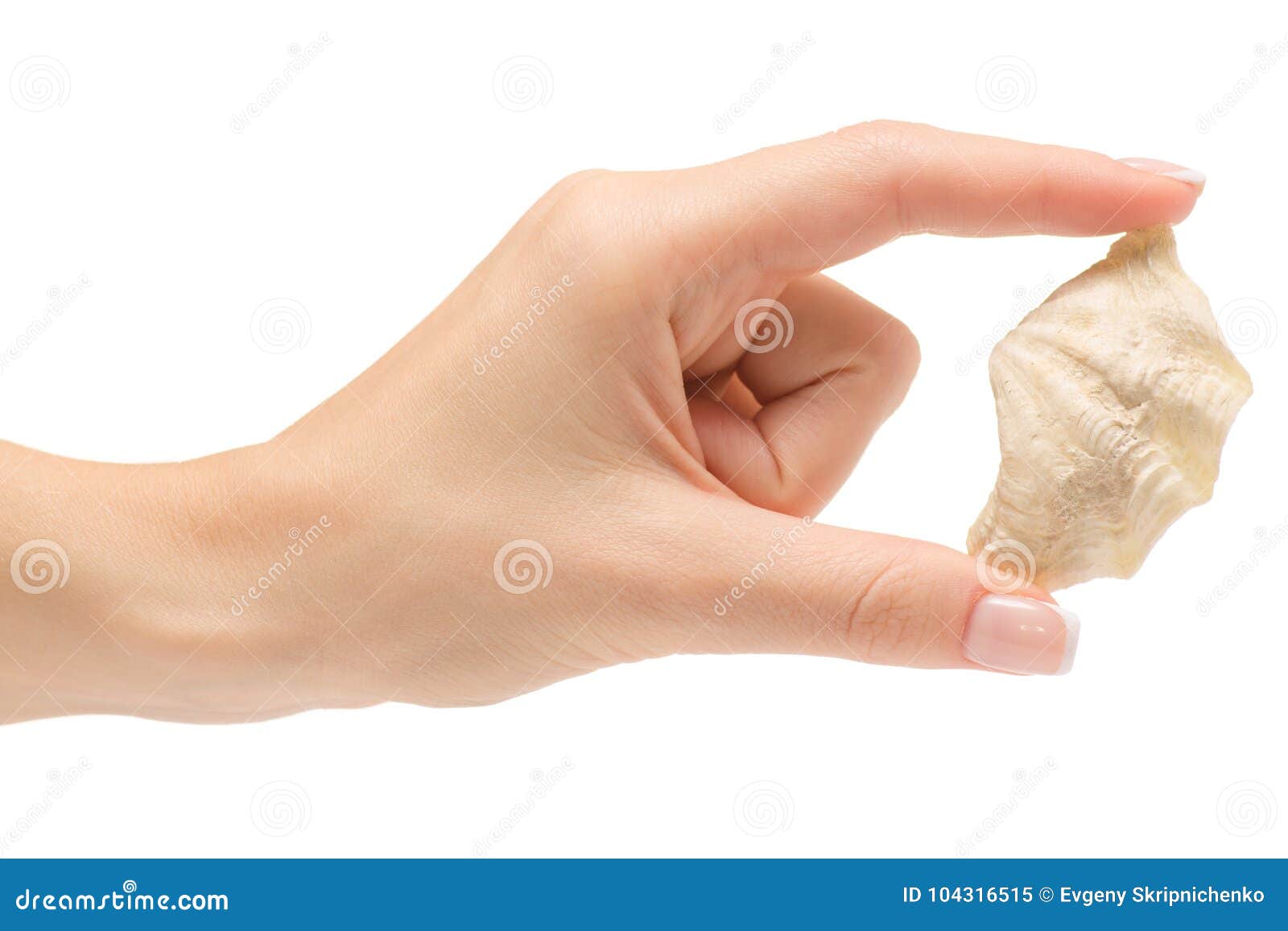Shell in female hand stock image. Image of female, cute - 104316515