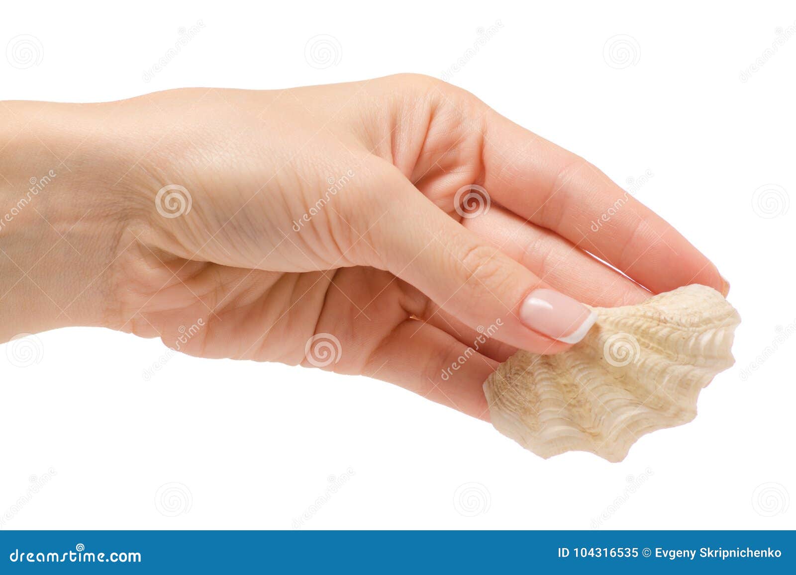 Shell in female hand stock image. Image of decoration - 104316535