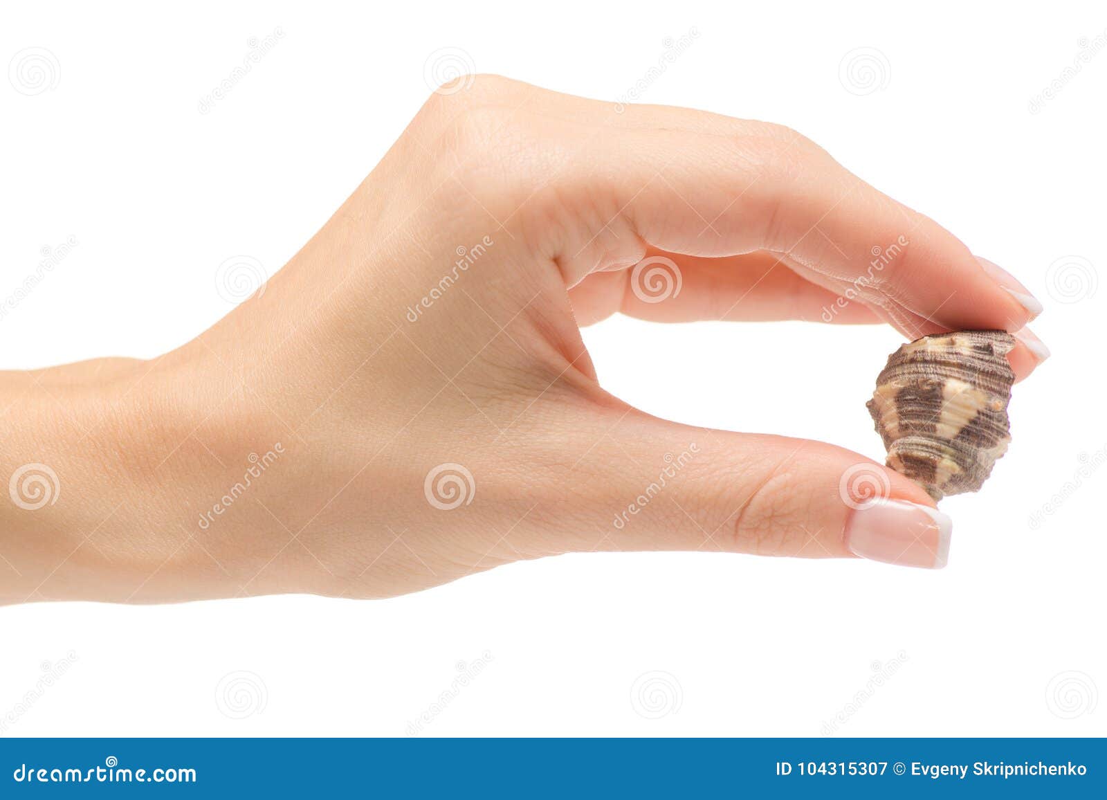 Shell in female hand stock image. Image of body, beautiful - 104315307