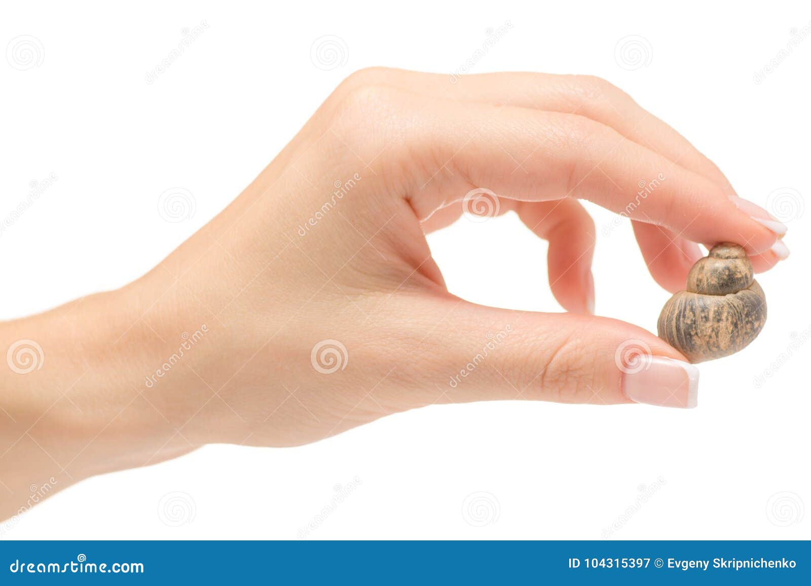 Shell in female hand stock image. Image of body, mollusk - 104315397