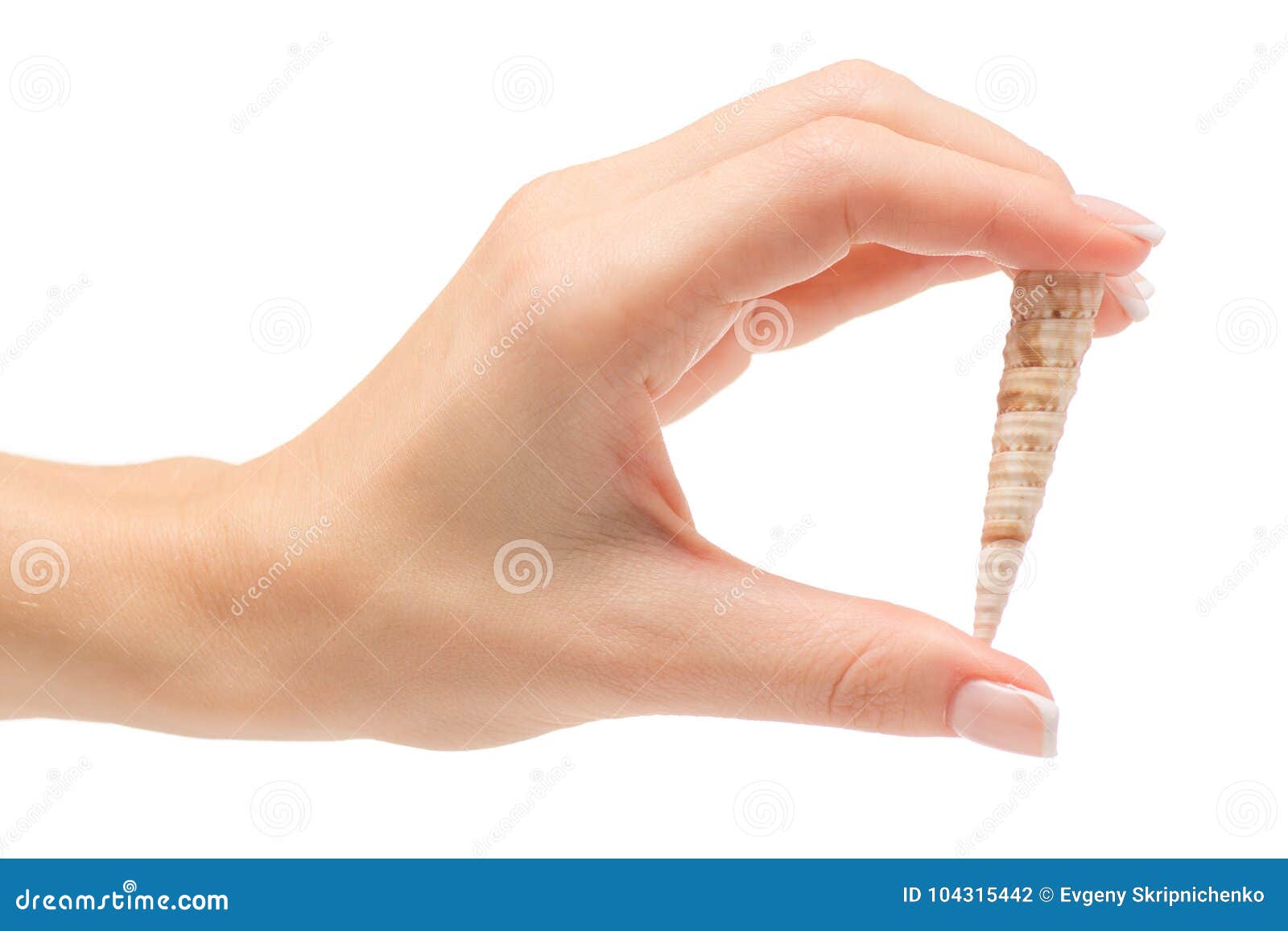 Shell in female hand stock photo. Image of nature, closeup - 104315442