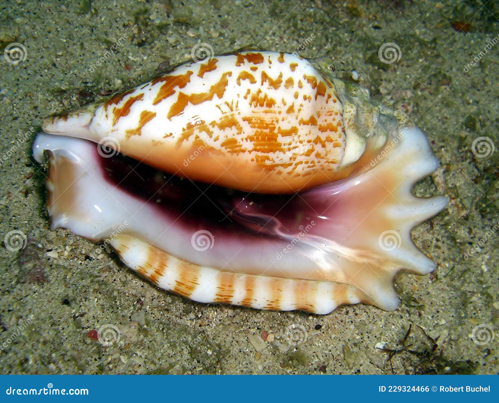 Shell in the Filipino Sea 30.12.2015 Stock Photo - Image of scenery ...