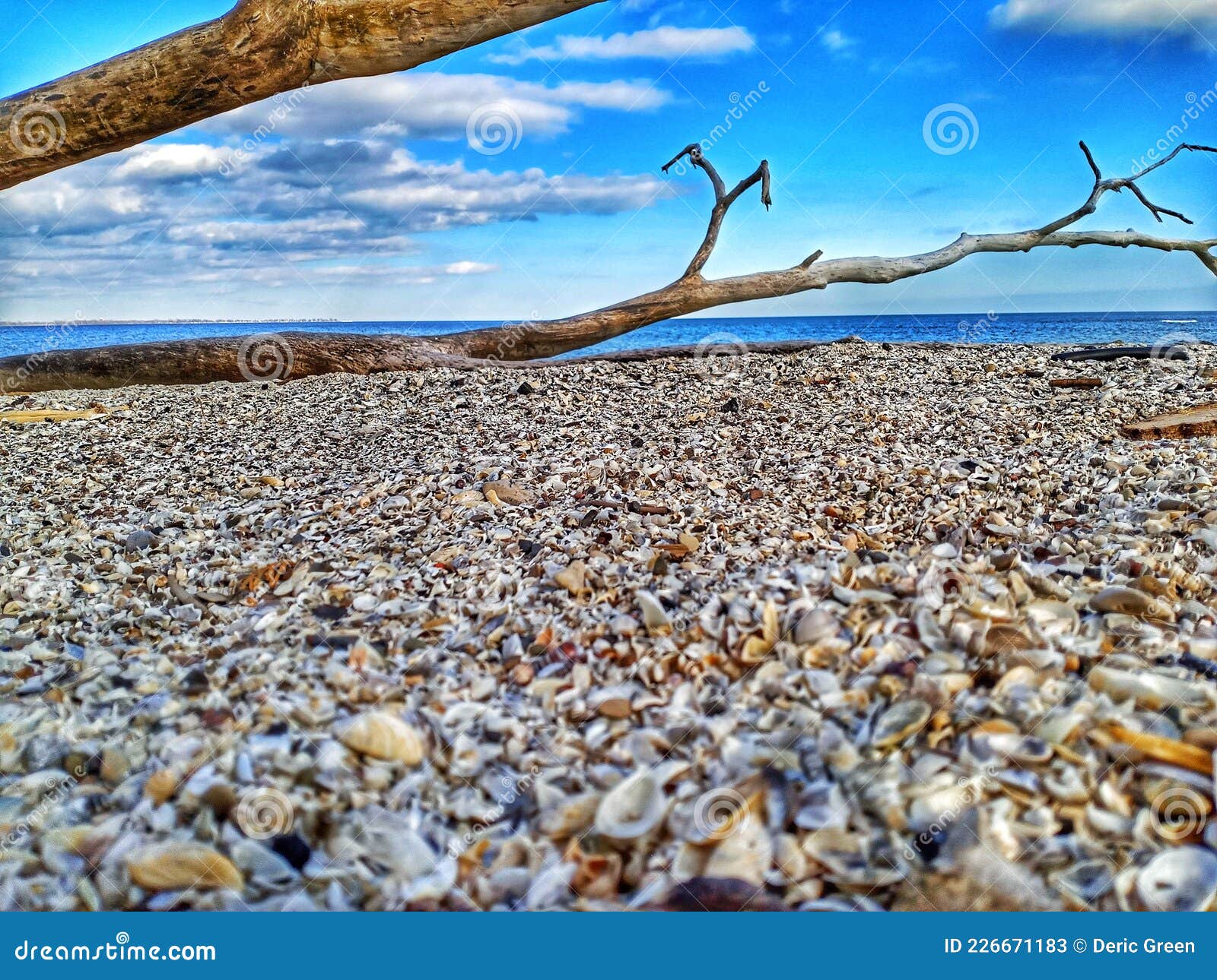 Shell filled beach stock image. Image of shore, tree - 226671183
