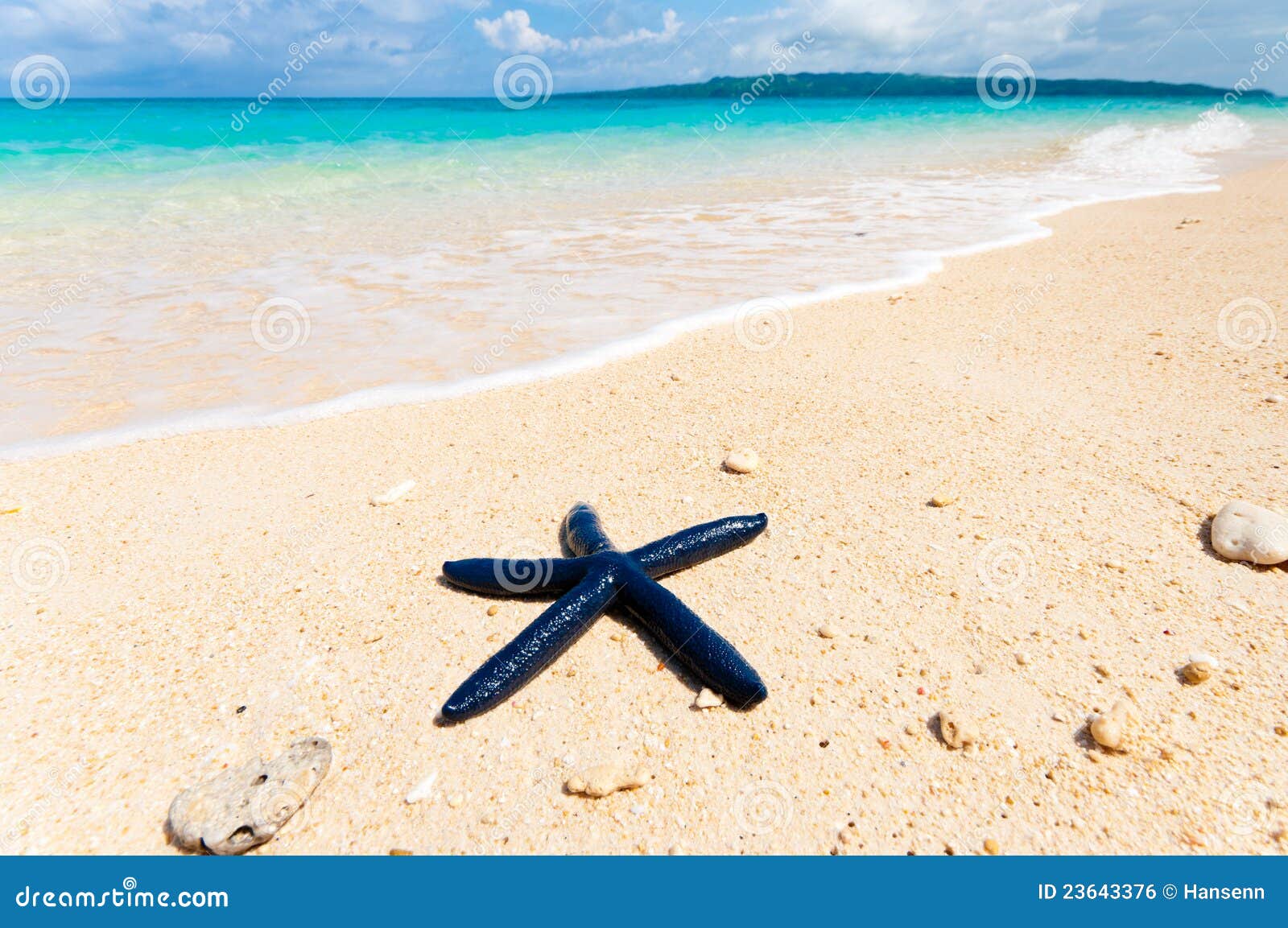 Shell fish stock photo. Image of sand, blue, landscape - 23643376