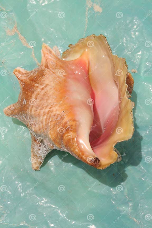 Shell Fish Sea stock photo. Image of colorful, natural - 18142448