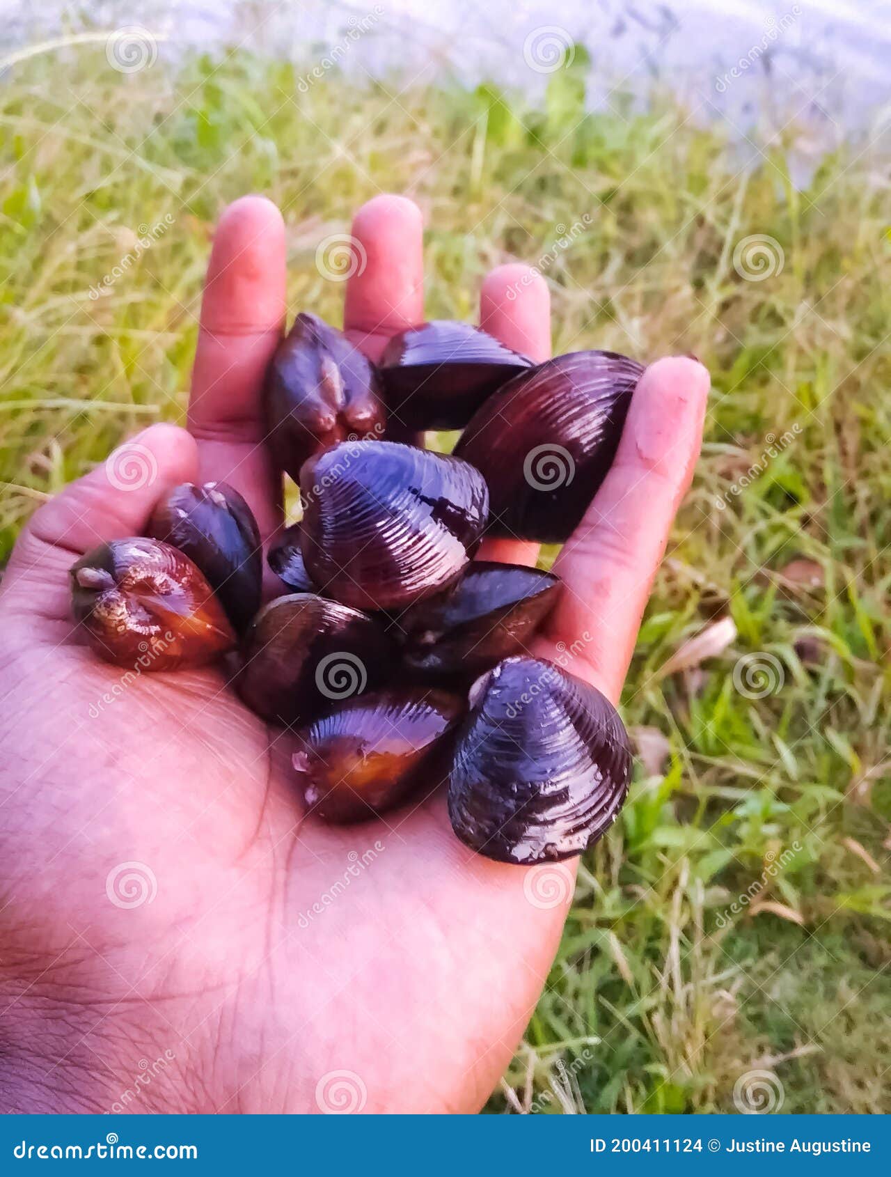 Shell fish stock photo. Image of fish, fisher, river - 200411124