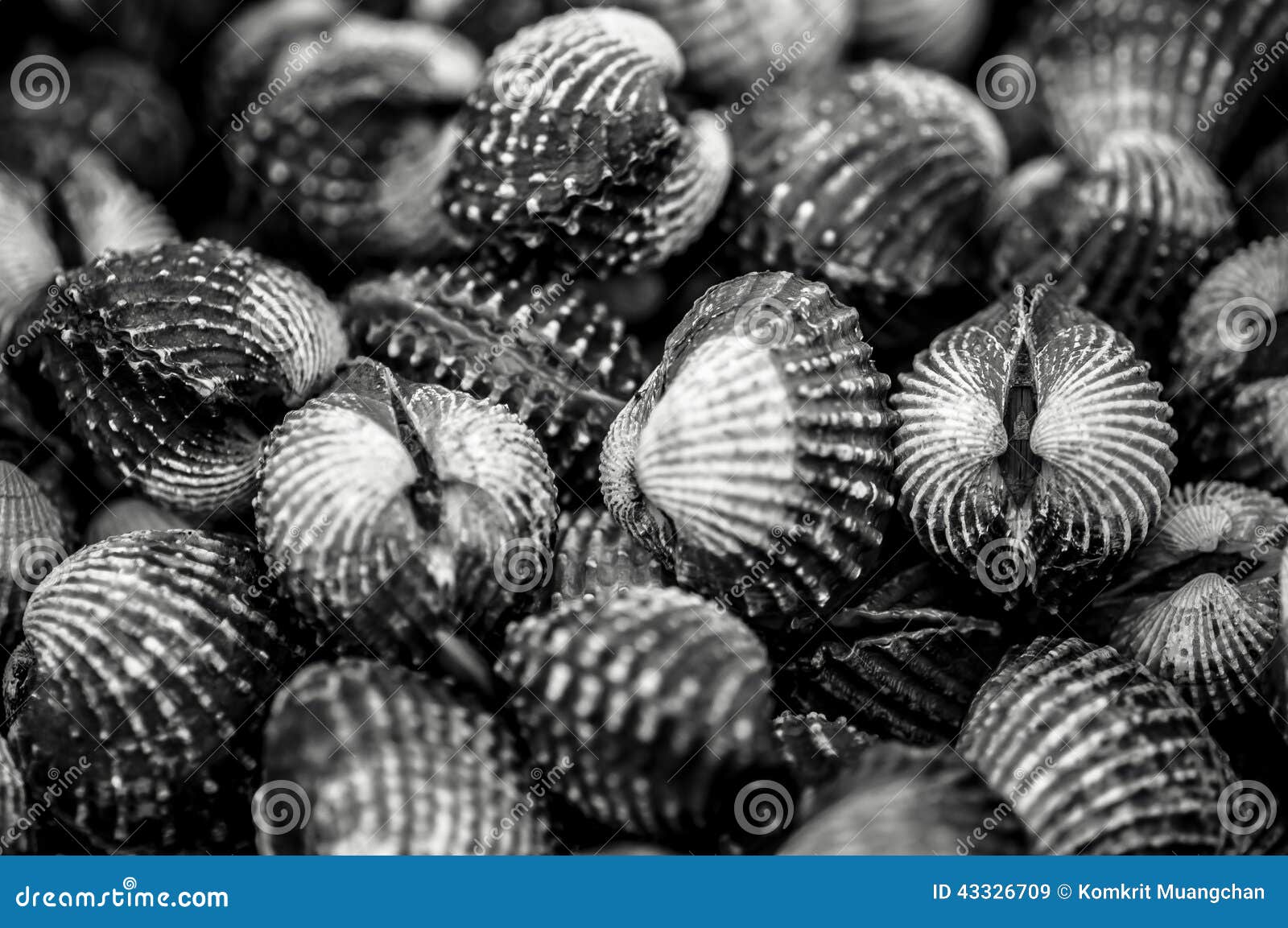 Shell fishes stock image. Image of black, shell, cockles - 43326709