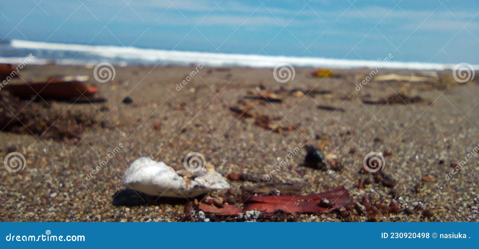 Shell flakes on the beach stock photo. Image of shell - 230920498