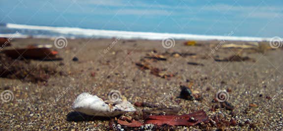 Shell flakes on the beach stock photo. Image of shell - 230920498