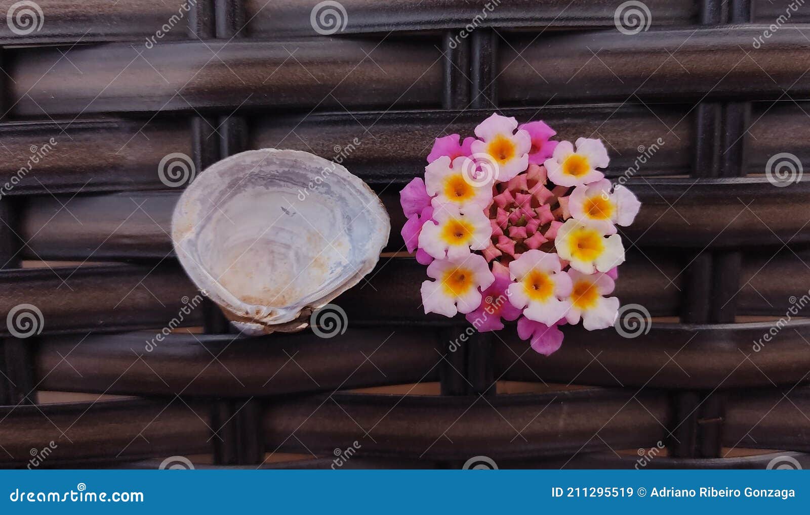 Shell and flower stock image. Image of flower, shell - 211295519