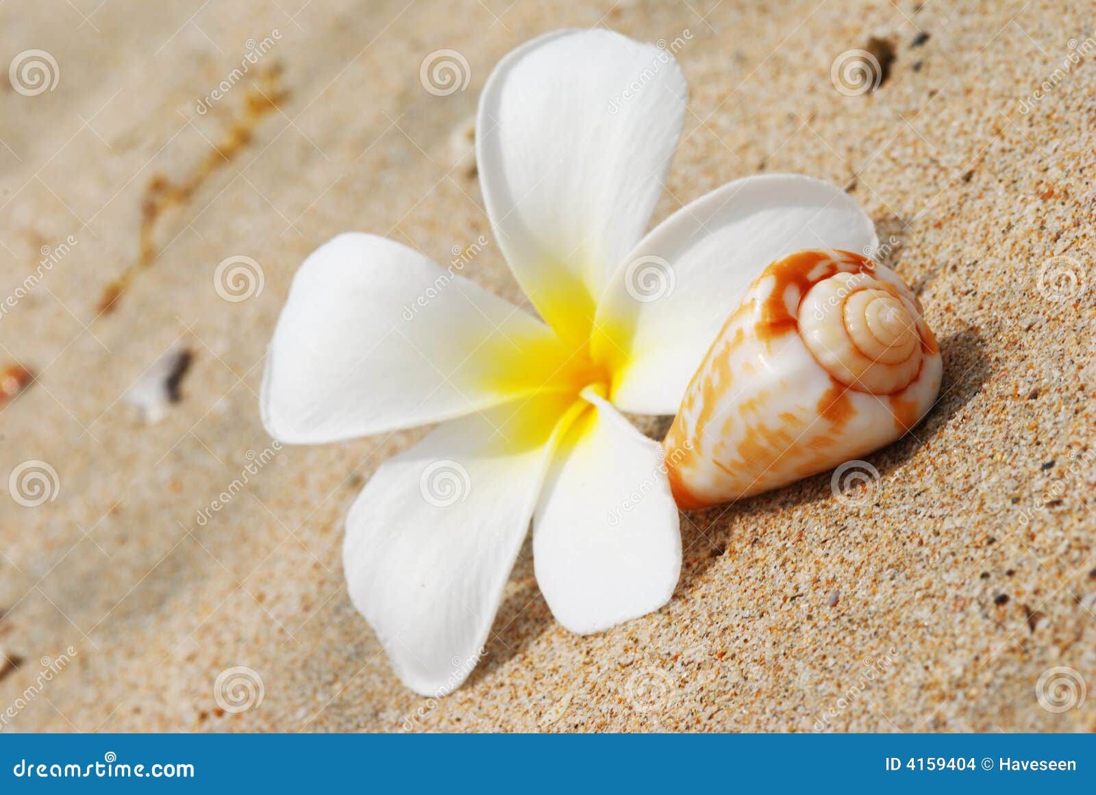 Shell & Flower on a Beach Stock Photo - Image of destination, sand: 4159404