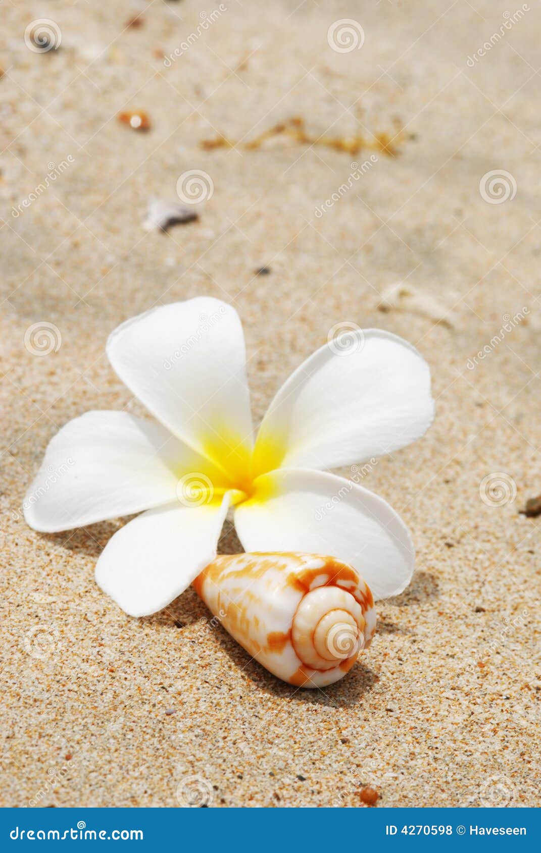 Shell & Flower on a Beach Stock Photo - Image of tropical, holiday: 4270598
