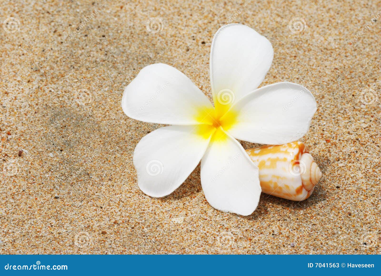 Shell & Flower on a Beach Stock Image - Image of summer, outdoor: 7041563