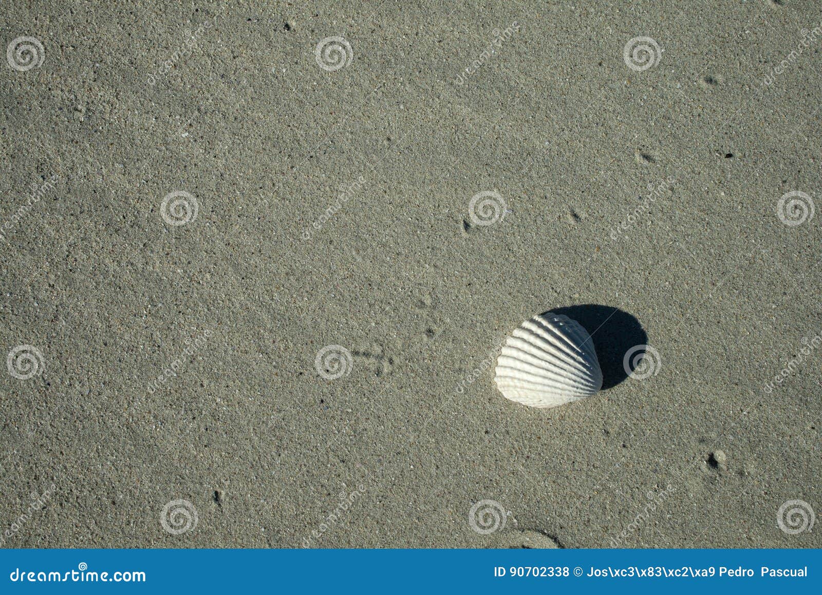 Shell and Footprint on the Beach Stock Photo - Image of outdoor, shell ...