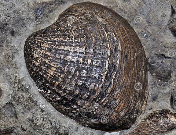 Shell fossil stock photo. Image of sand, stone, ancient - 16417888