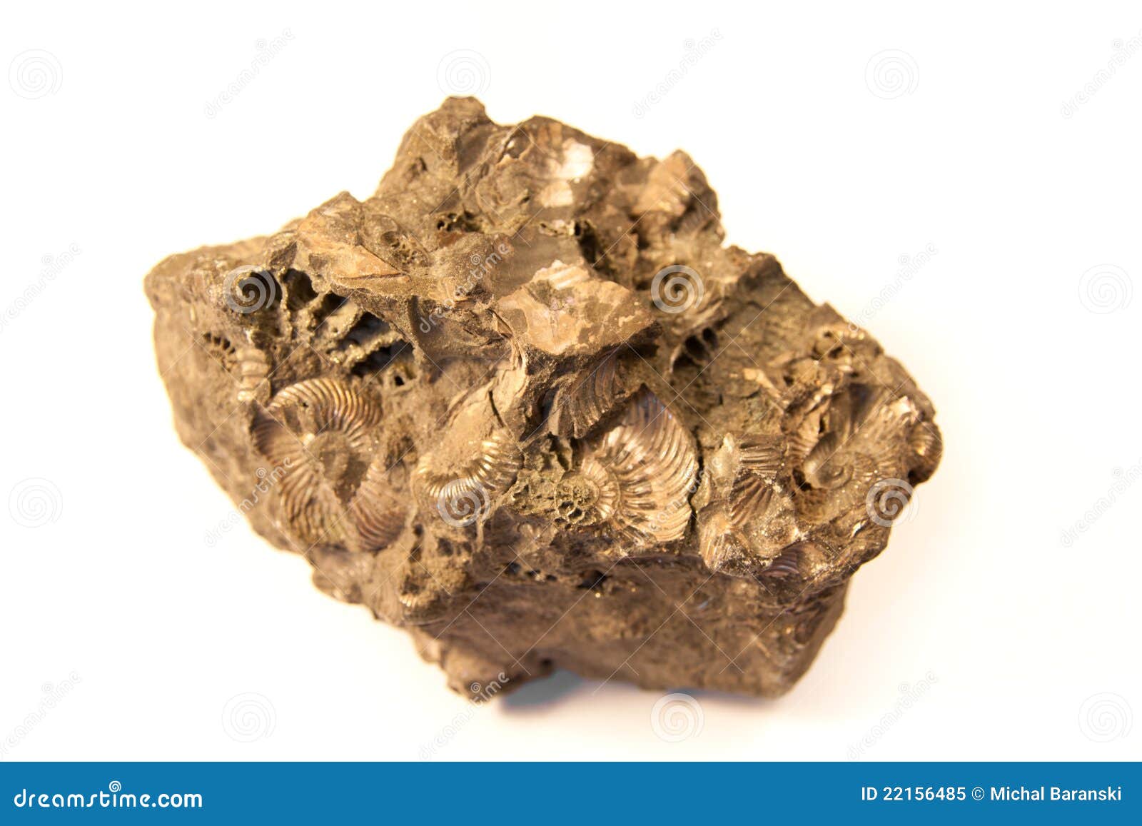 Shell fossil stock image. Image of shell, macro, white - 22156485